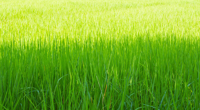 "Paddy Images – Browse 1,898,059 Stock Photos, Vectors, and Video ...