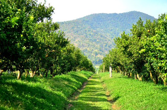 "Orange Farm" Images – Browse 403 Stock Photos, Vectors, and Video ...