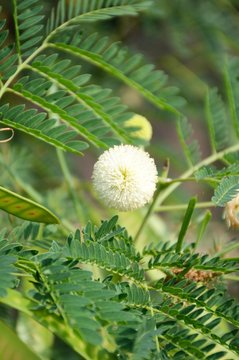Akashmoni bilder – Bläddra bland 200 stockfoton, vektorer och videor ...