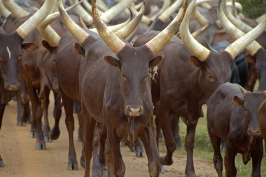 รูปภาพWatusi – เลือกดูภาพถ่ายสต็อก เวกเตอร์ และวิดีโอ2,491 | Adobe Stock