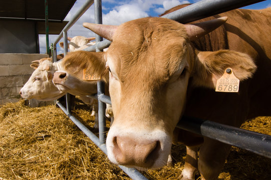 รูปภาพCaw – เลือกดูภาพถ่ายสต็อก เวกเตอร์ และวิดีโอ4,850 | Adobe Stock