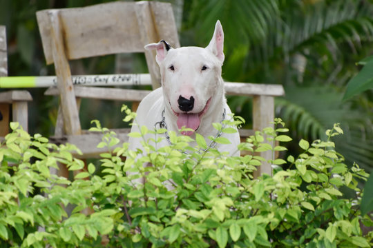 Bull-Terrier Images – Browse 755 Stock Photos, Vectors, and Video ...