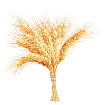 Wheat Bundle Vector