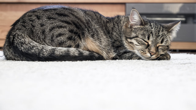 「Tigerkatze」の画像 - 1,059 件の Stock 写真、ベクターおよびビデオ | Adobe Stock