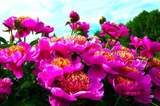 「Paeon」の画像 - 809 件の Stock 写真、ベクターおよびビデオ | Adobe Stock