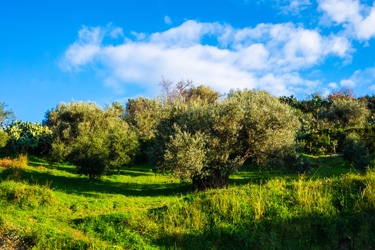 รูปภาพ"Piante – เลือกดูภาพถ่ายสต็อก เวกเตอร์ และวิดีโอ29,592 | Adobe Stock