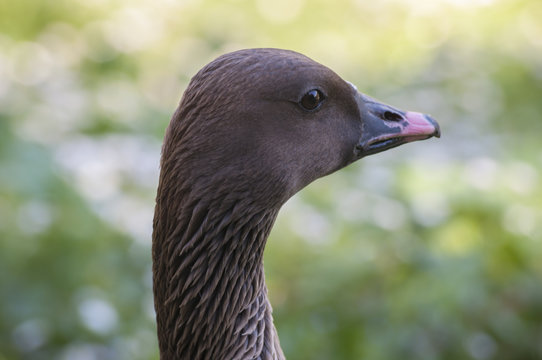 「Papera」の写真素材 | 1,566件の無料イラスト画像 | Adobe Stock