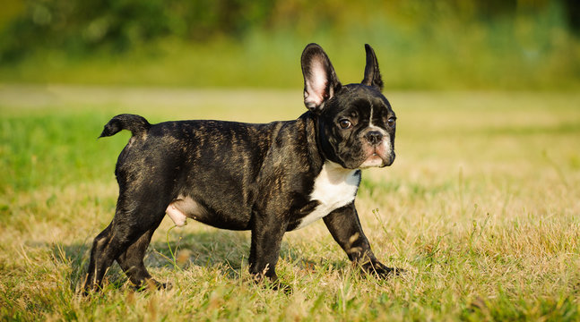 Imagens de Frenchie – Explore Fotografias do Stock, Vetores e Vídeos de ...