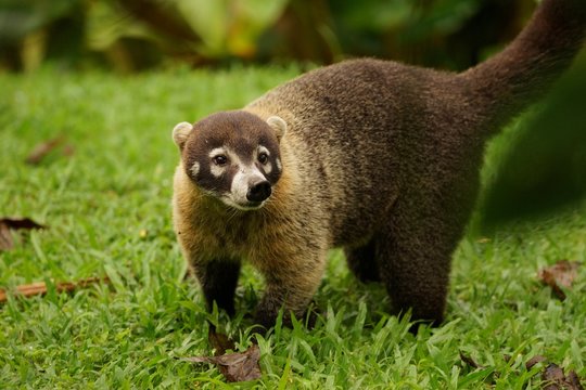 รูปภาพPezote – เลือกดูภาพถ่ายสต็อก เวกเตอร์ และวิดีโอ10 | Adobe Stock