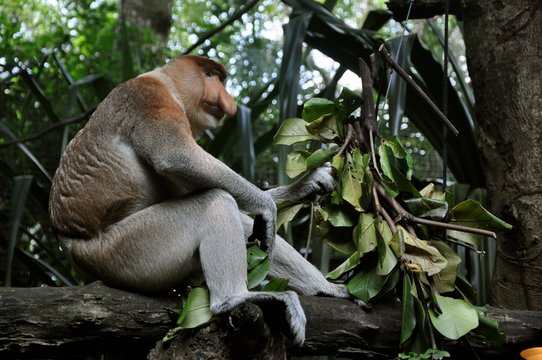 36 IMAGES, PHOTOS ET ILLUSTRATIONS VECTORIELLES STOCK APPROPRIÉES SUR ...