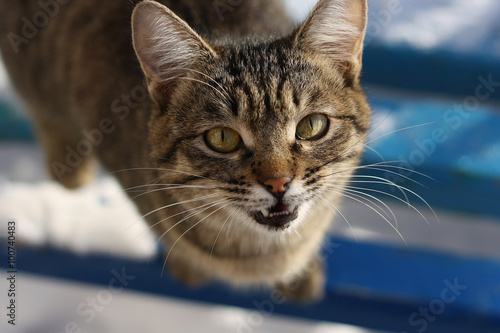 "Angry hissing cat." Stock photo and royalty-free images on Fotolia.com ...