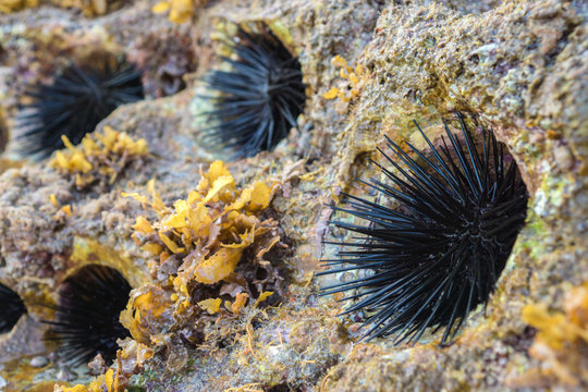 Echinozoa Bilder – Durchsuchen 139 Archivfotos, Vektorgrafiken und ...