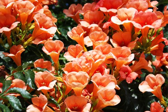 "Zygomorphe-Bilder: Stock-Fotos & -Videos. | Adobe Stock