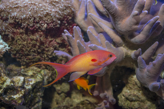 รูปภาพPseudanthias – เลือกดูภาพถ่ายสต็อก เวกเตอร์ และวิดีโอ1,314 ...