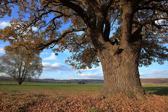 Eichenbaum 이미지 – 찾아보기 1,109 스톡 사진, 벡터 및 비디오 | Adobe Stock