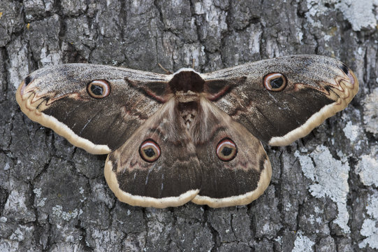 Pyri Bilder – Durchsuchen 822 Archivfotos, Vektorgrafiken und Videos ...