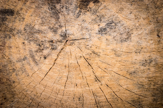 "Old Log"-Bilder: Stock-Fotos & -Videos. | Adobe Stock