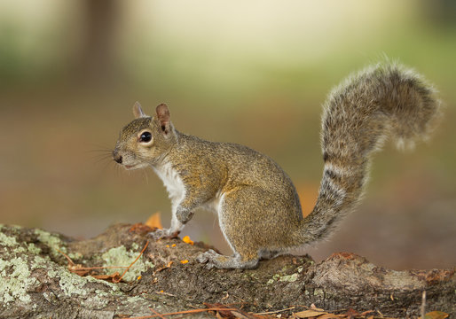 Xerus Images – Parcourir 1,407 le catalogue de photos, vecteurs et ...