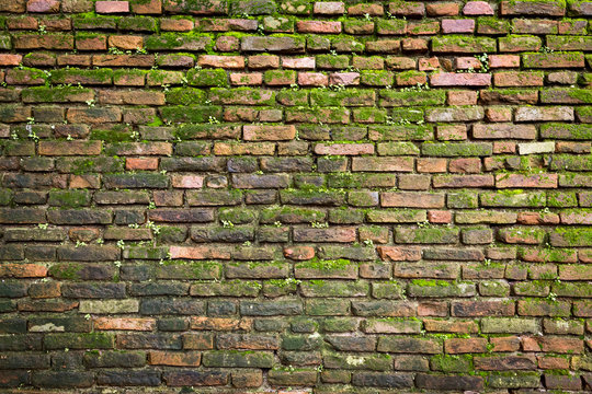 brick moss texture