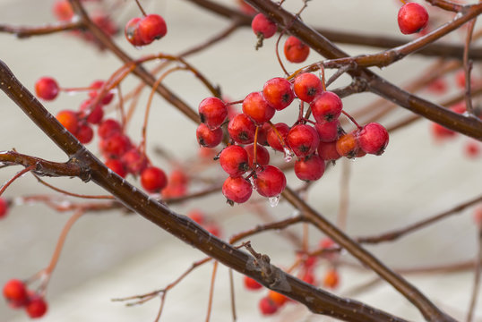 รูปภาพRowan-Berry – เลือกดูภาพถ่ายสต็อก เวกเตอร์ และวิดีโอ3,164 | Adobe ...