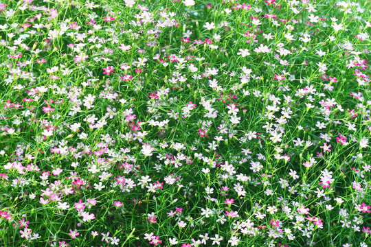 Soap-Root Images – Browse 57 Stock Photos, Vectors, and Video | Adobe Stock