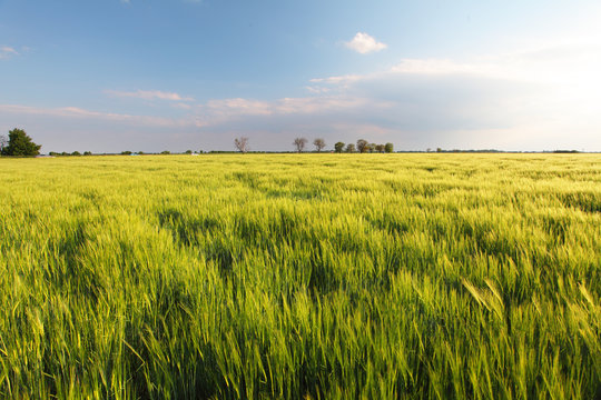 Roggenfeld Bilder – Durchsuchen 267,769 Archivfotos, Vektorgrafiken und ...
