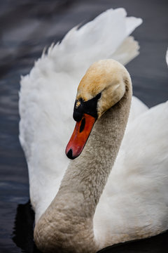 Cygnini Images – Browse 366,799 Stock Photos, Vectors, and Video ...