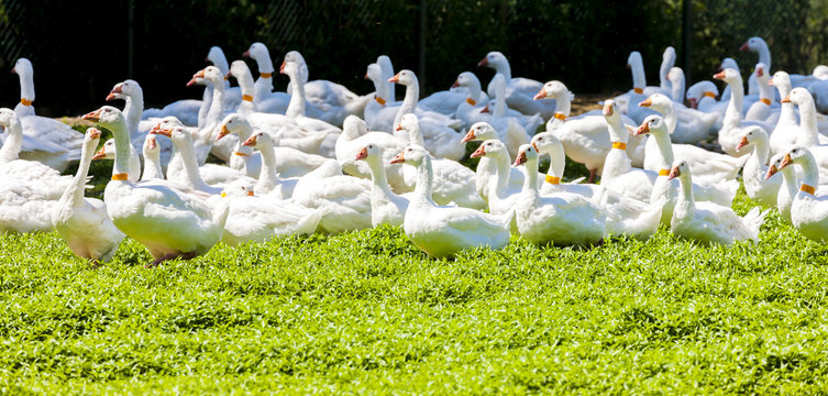 "Goose Farm" Images – Browse 480 Stock Photos, Vectors, and Video ...