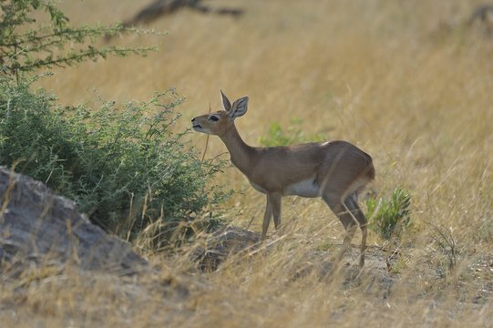 Steinbok Images – Browse 1,313 Stock Photos, Vectors, and Video | Adobe ...