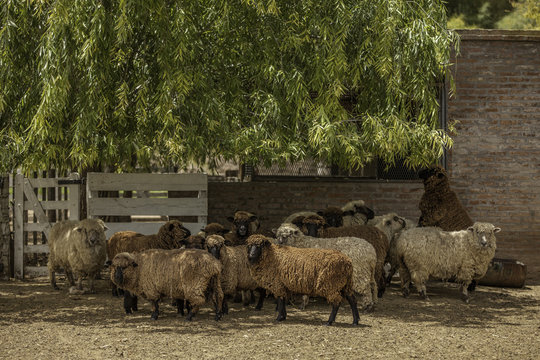 Marro Images – Browse 40 Stock Photos, Vectors, and Video | Adobe Stock