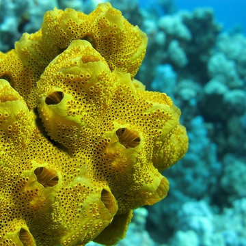 Porifera Billeder – Gennemse 554,487 stockfotos, vektorer og videoer ...