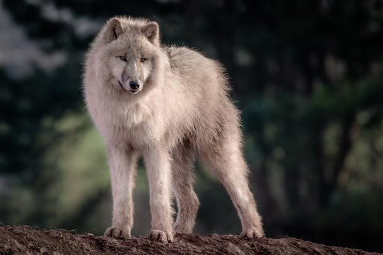 Real Silver Wolf With Blue Eyes