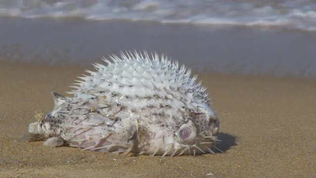 Toadfish bilder – Bläddra bland 652 stockfoton, vektorer och videor ...