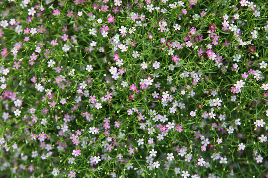 Soap-Root Images – Browse 57 Stock Photos, Vectors, and Video | Adobe Stock