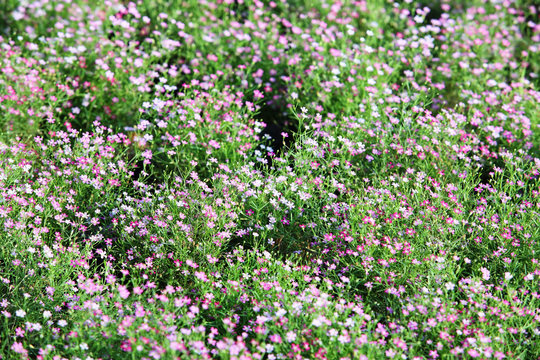 Soap-Root Images – Browse 57 Stock Photos, Vectors, and Video | Adobe Stock