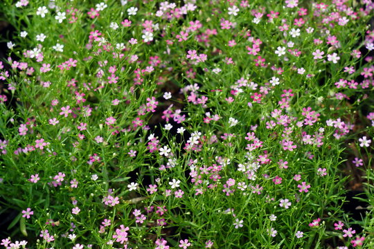 Soap-Root Images – Browse 57 Stock Photos, Vectors, and Video | Adobe Stock