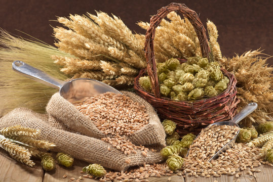 Braugerste Bilder – Durchsuchen 1,620 Archivfotos, Vektorgrafiken und ...