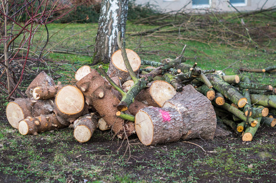 รูปภาพRodungsarbeiten – เลือกดูภาพถ่ายสต็อก เวกเตอร์ และวิดีโอ74 ...