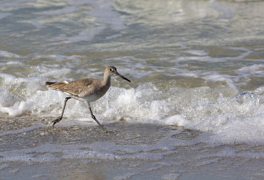 "Willet Bird" Images – Browse 11 Stock Photos, Vectors, and Video ...