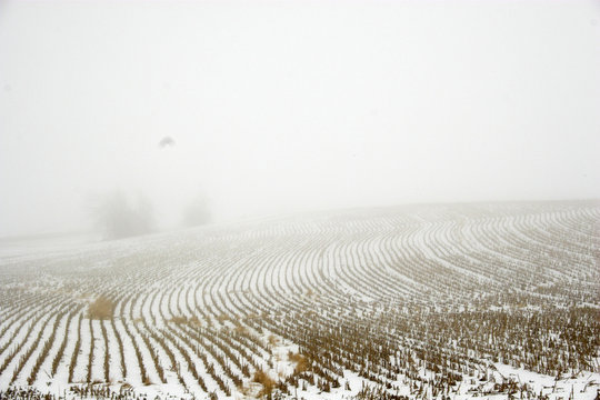 Winter Corn Field Images – Browse 9,868 Stock Photos, Vectors, and ...