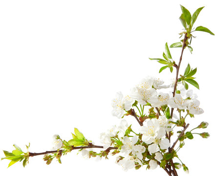 325 BEST Cherry Blossom Corner Border IMAGES, STOCK PHOTOS & VECTORS ...