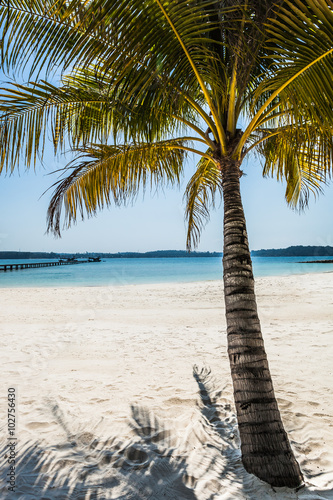 "Palme am Strand hochkant" Stockfotos und lizenzfreie Bilder auf ...