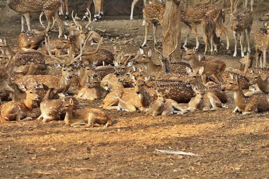 "Deer Group" Images – Browse 81 Stock Photos, Vectors, and Video ...