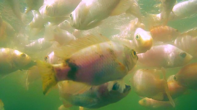 รูปภาพMossambicus – เลือกดูภาพถ่ายสต็อก เวกเตอร์ และวิดีโอ212 | Adobe Stock