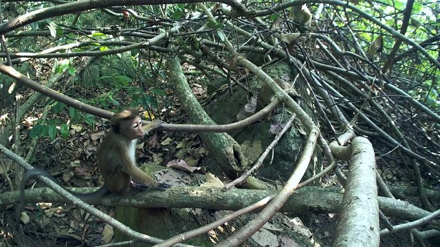 รูปภาพRilawa – เลือกดูภาพถ่ายสต็อก เวกเตอร์ และวิดีโอ117 | Adobe Stock