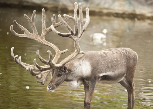 Renar Bilder – Durchsuchen 32 Archivfotos, Vektorgrafiken und Videos ...
