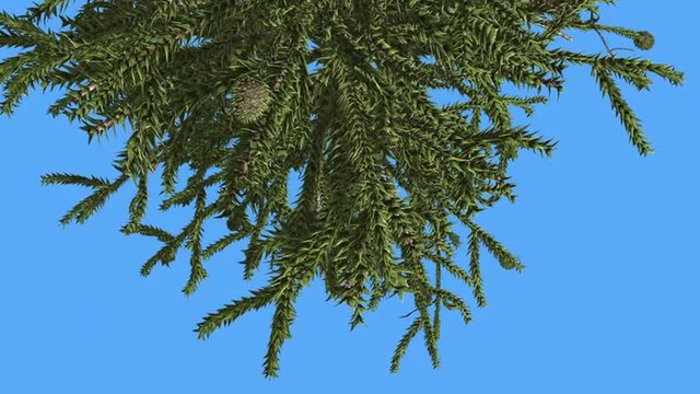 "Triangular Leaves" Images – Browse 69 Stock Photos, Vectors, and Video ...