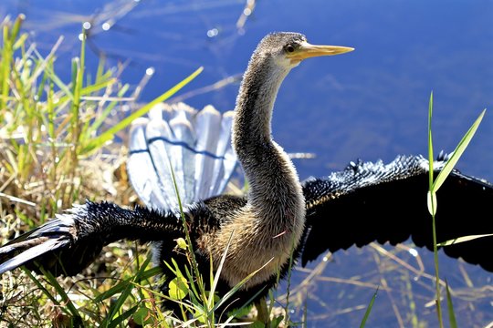 "Extended Wings" Images – Browse 102 Stock Photos, Vectors, and Video ...