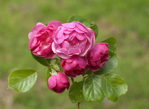 Rankrose Bilder – Durchsuchen 117 Archivfotos, Vektorgrafiken und ...