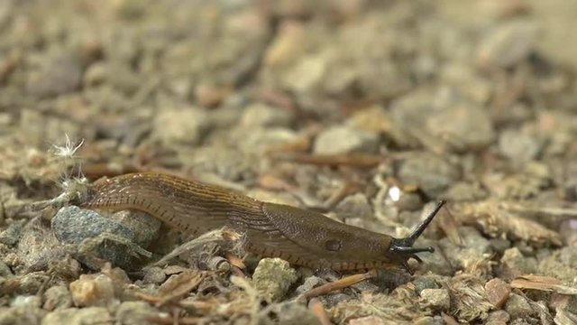 รูปภาพSnigel – เลือกดูภาพถ่ายสต็อก เวกเตอร์ และวิดีโอ34 | Adobe Stock